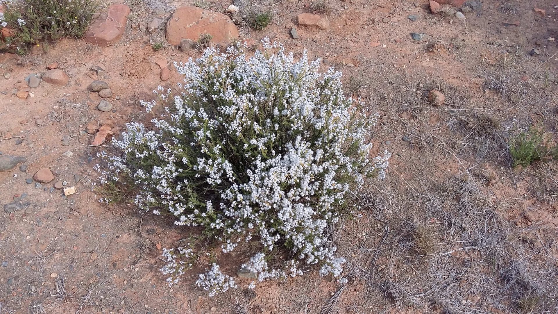 Karoobossies: Die hoeksteen van veevoeding in die Karoo – AgriOrbit